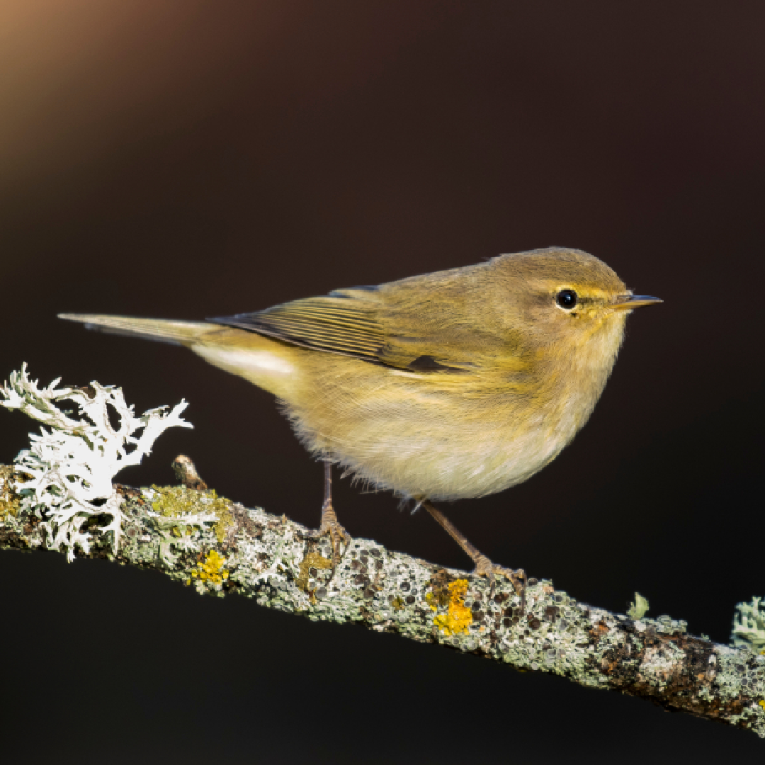 CHIFFCHAFF (Phylloscopus collybita) - songbird factfile